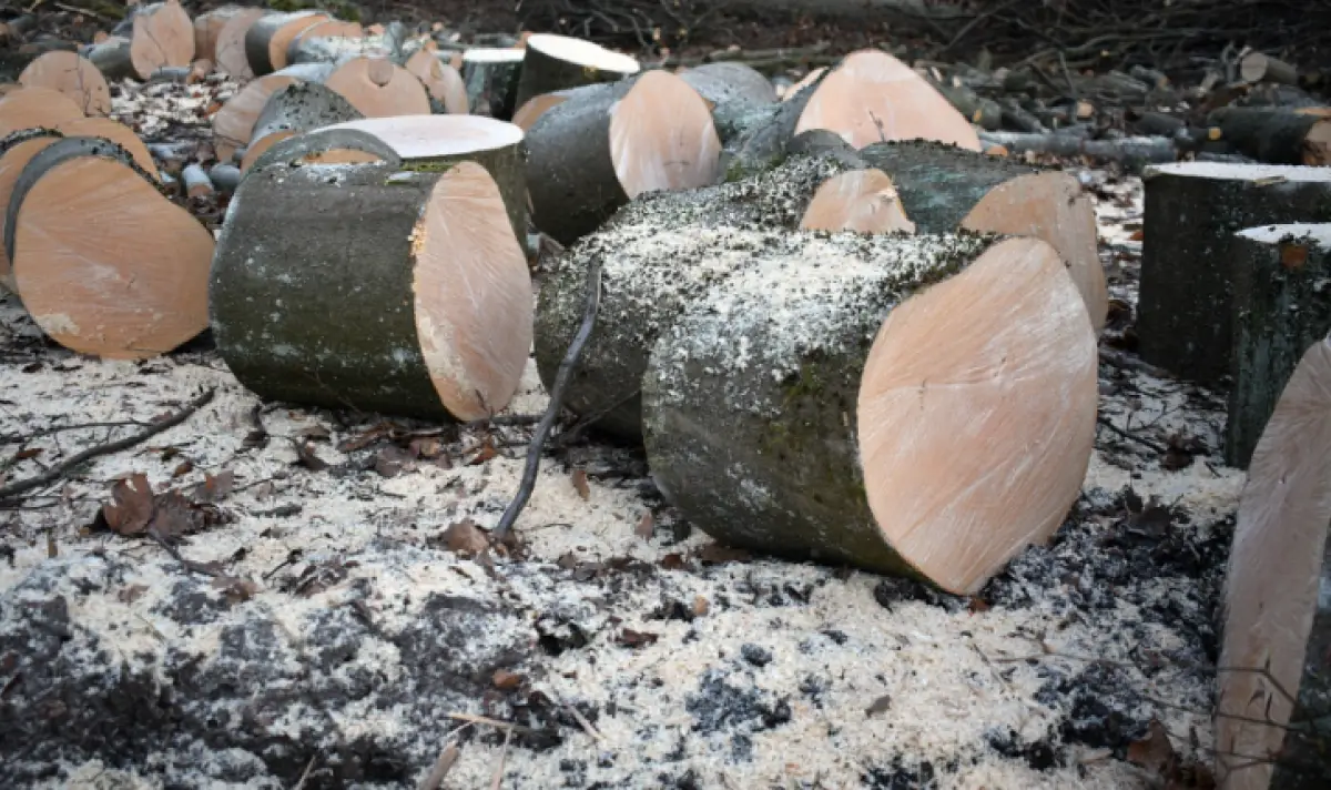 В 9 столични района вече са забранени печките на дърва и въглища | Budnaera(.)com