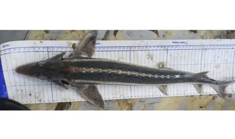 70 години по-късно: В Азовско море е открита рядката есетрова риба шип, смятана за изчезнала ᐉ ...