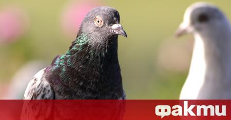 Гълъбите мислят по-бързо от хората ᐉ Новини от Fakti.bg - Любопитно ...