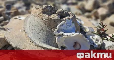 Oyster buildings?! Engineers discover recipe for 17 times stronger cement ᐉ News from Fakti.bg ...